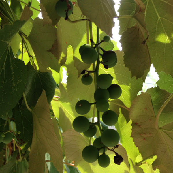 Wild Grapes | Project Noah