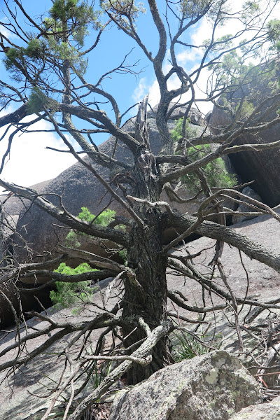 Black Cypress Pine | Project Noah