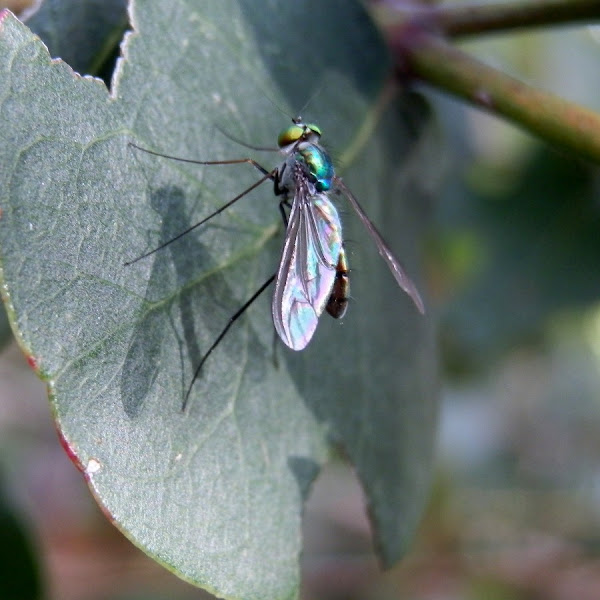 long-legged fly - male | Project Noah