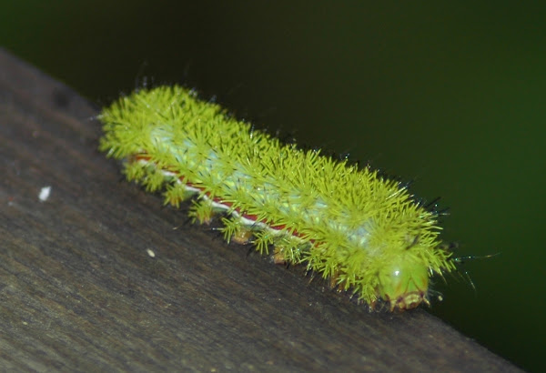 Lo Moth Caterpillar | Project Noah