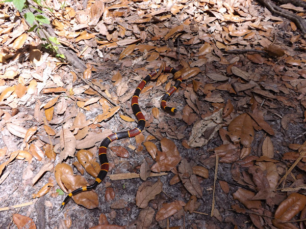 Eastern Coral Snake | Project Noah