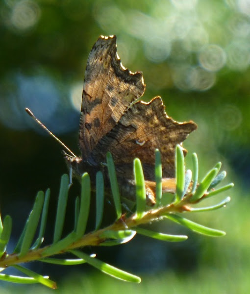 Hoary Comma | Project Noah