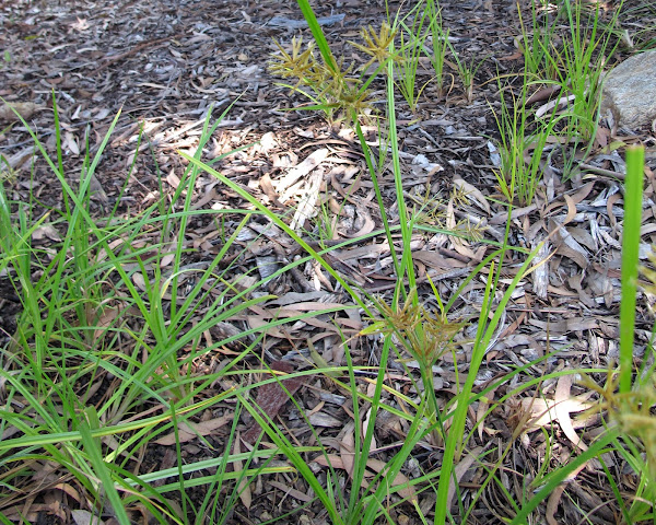 Nutgrass | Project Noah