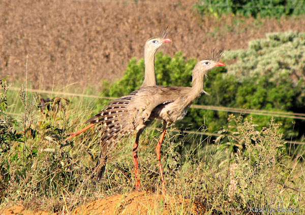 Red-legged Seriema | Project Noah