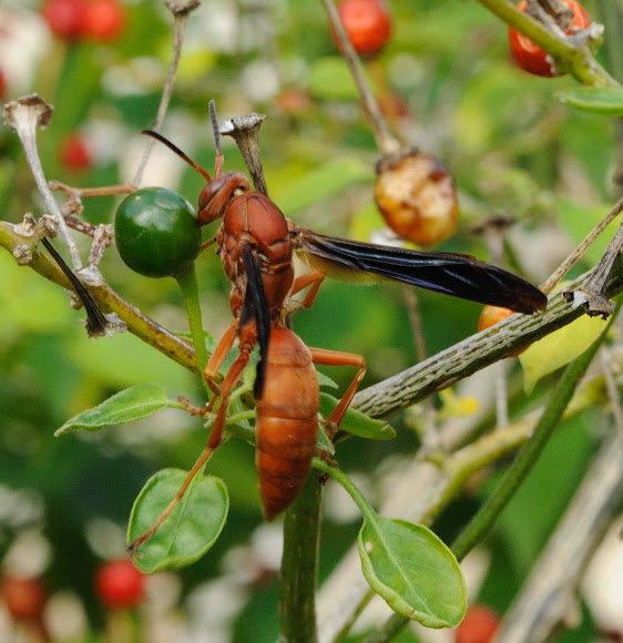 Red Wasps | Project Noah