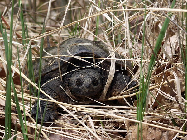 Turtle | Project Noah