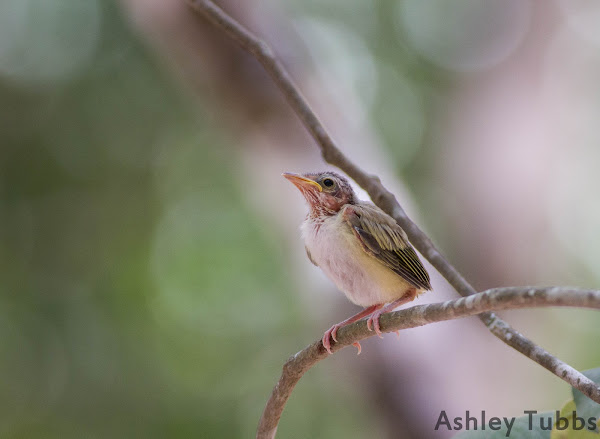 Yellow Green Vireo Fledgling | Project Noah