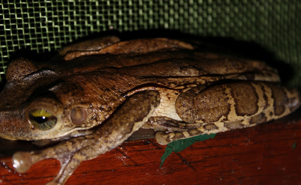 Tree frog | Project Noah