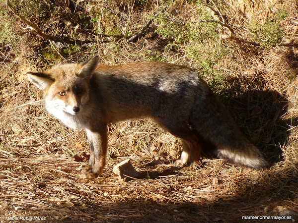 Zorro. Fox | Project Noah