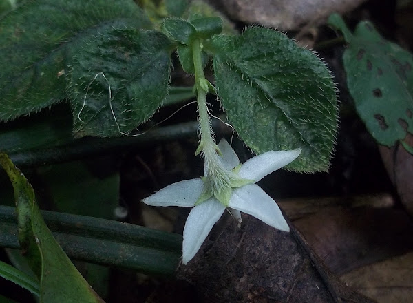 Argostemma | Project Noah