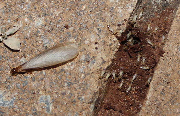 Common Fungus-growing Termite | Project Noah