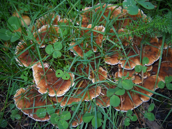 Blushing Rosette | Project Noah