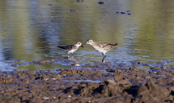 Sanderling and Sharp-tailed Sandpiper | Project Noah