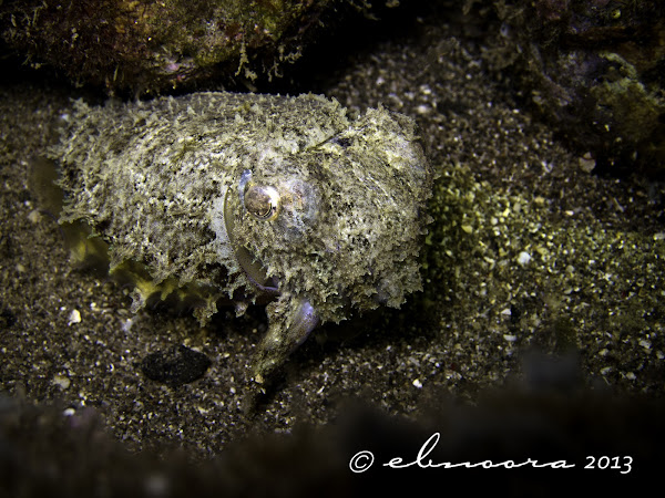 Stumpy-spined Cuttlefish, Dwarf Cuttlefish | Project Noah