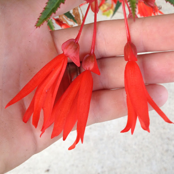 Bonfire Begonia | Project Noah