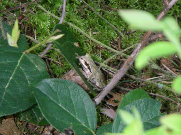 Pacific Chorus Frog | Project Noah