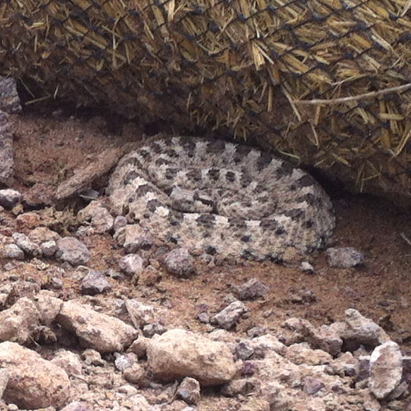 Sidewinder | Project Noah