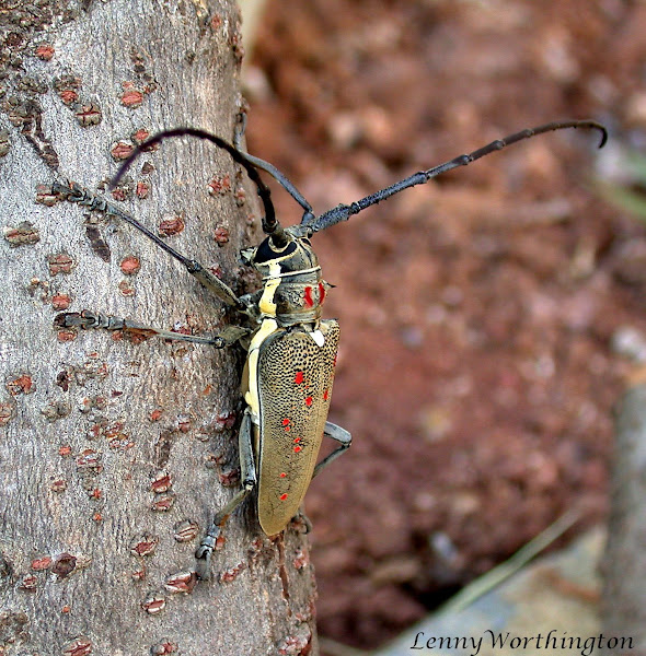 Mango Stem Borer (Long-horned Beetle) | Project Noah