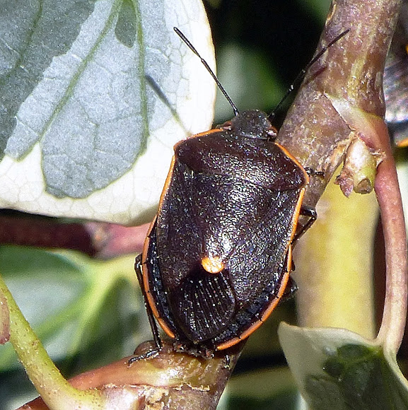 Conchuela Bug | Project Noah