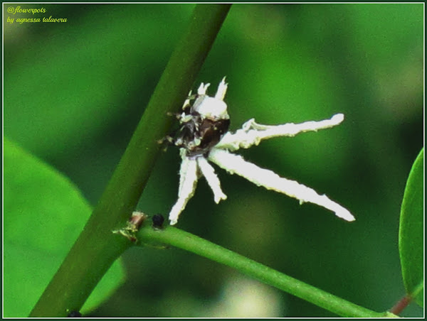 Ricaniid Planthopper (Nymph) | Project Noah