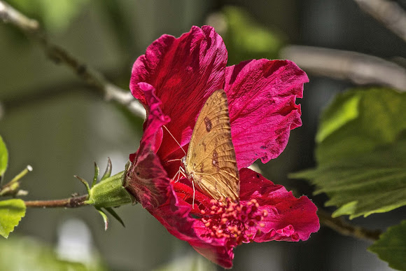 California Dogface | Project Noah