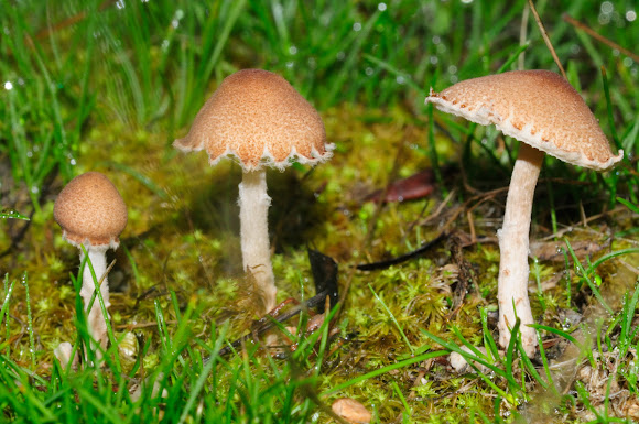 Chestnut dapperling; Lepiota castaña | Project Noah