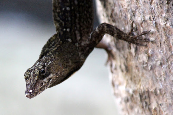 Brown Anole | Project Noah