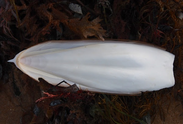 Cuttlebone | Project Noah