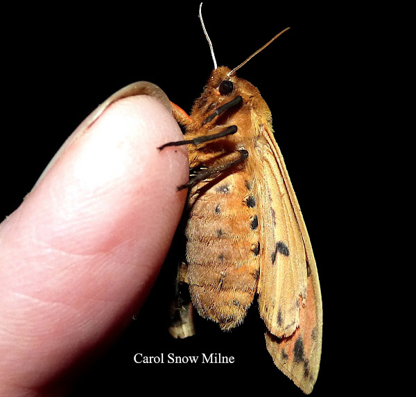 Isabella Tiger Moth | Project Noah