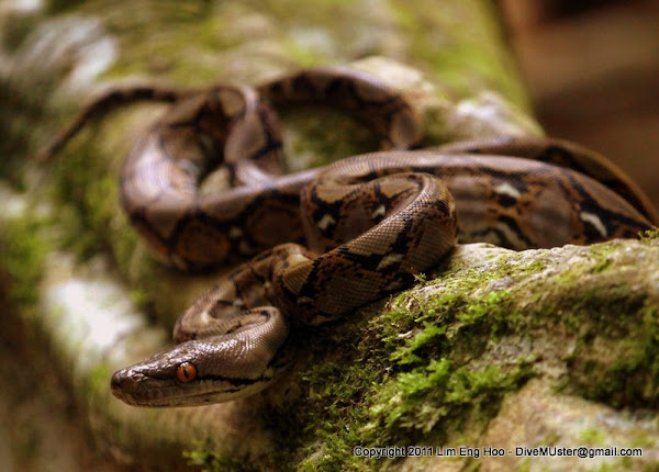 Reticulated Python | Project Noah