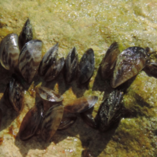 Zebra Mussel | Project Noah