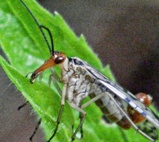 scorpionflies (male) | Project Noah