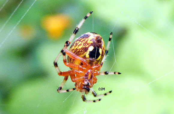 Marbled Orb Weaver Spider | Project Noah