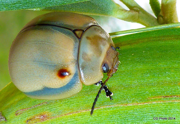 White Acacia Leaf Beetle | Project Noah