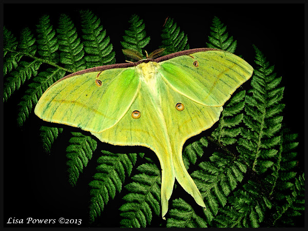 Luna Moth | Project Noah