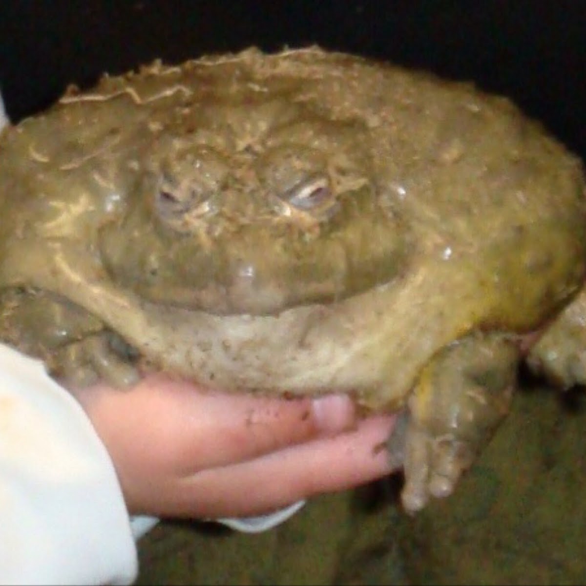 African Bullfrog, Pixie Frog | Project Noah