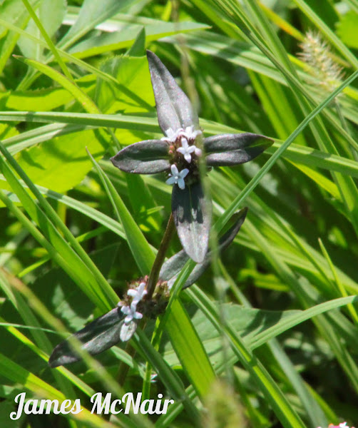 Purple-leaved Buttonweed | Project Noah