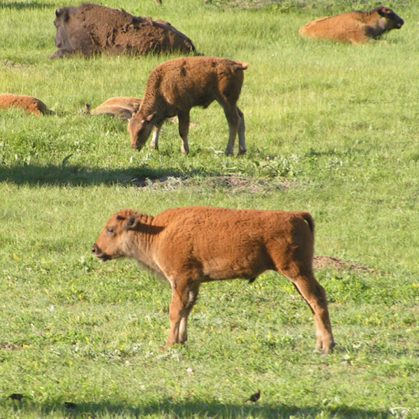 American Bison (Buffalo) | Project Noah