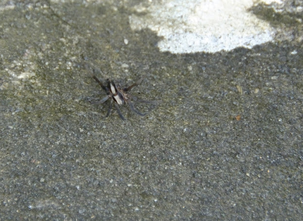 spider | Project Noah