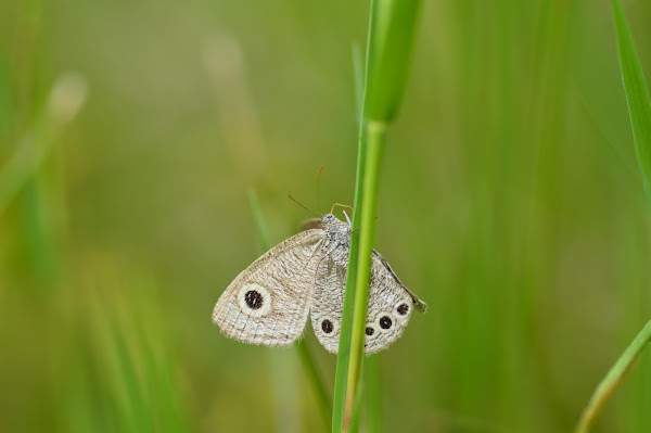 Satyrid butterfly | Project Noah