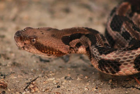 Canebrake Rattlesnake | Project Noah