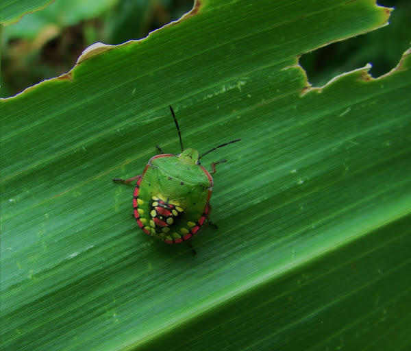 Green stink bug nymph | Project Noah