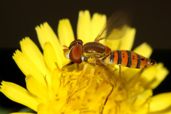 marmalade hoverfly | Project Noah