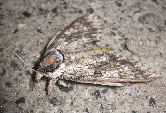 Waved Sphinx Moth | Project Noah