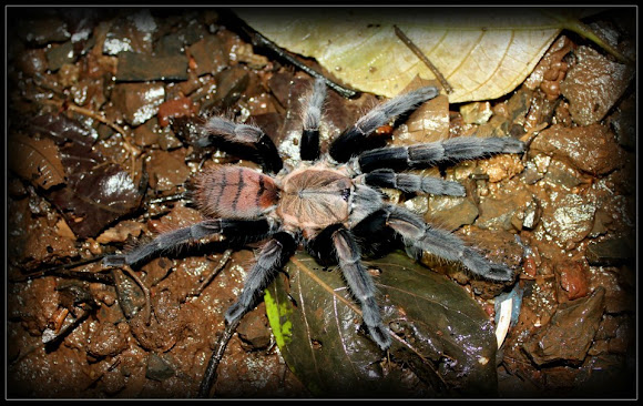 Indian Violet Spider | Project Noah