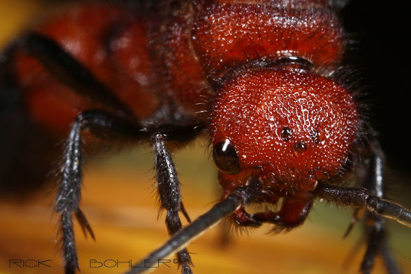 Velvet Ant/Cow Killer Ant male | Project Noah