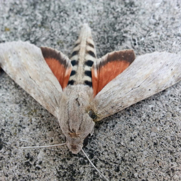 Ello Sphinx Moth | Project Noah