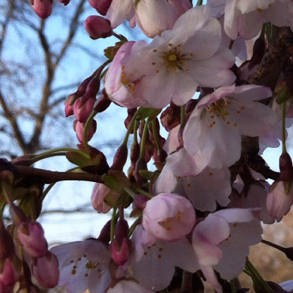 Cherry tree | Project Noah