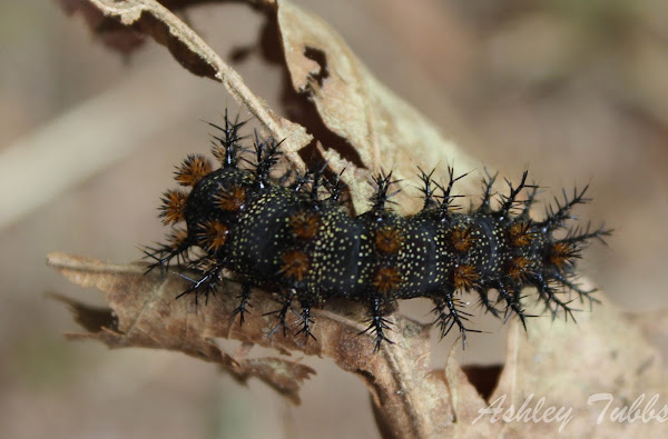 Buck Moth | Project Noah