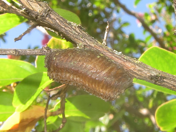 Mantid Ootheca | Project Noah